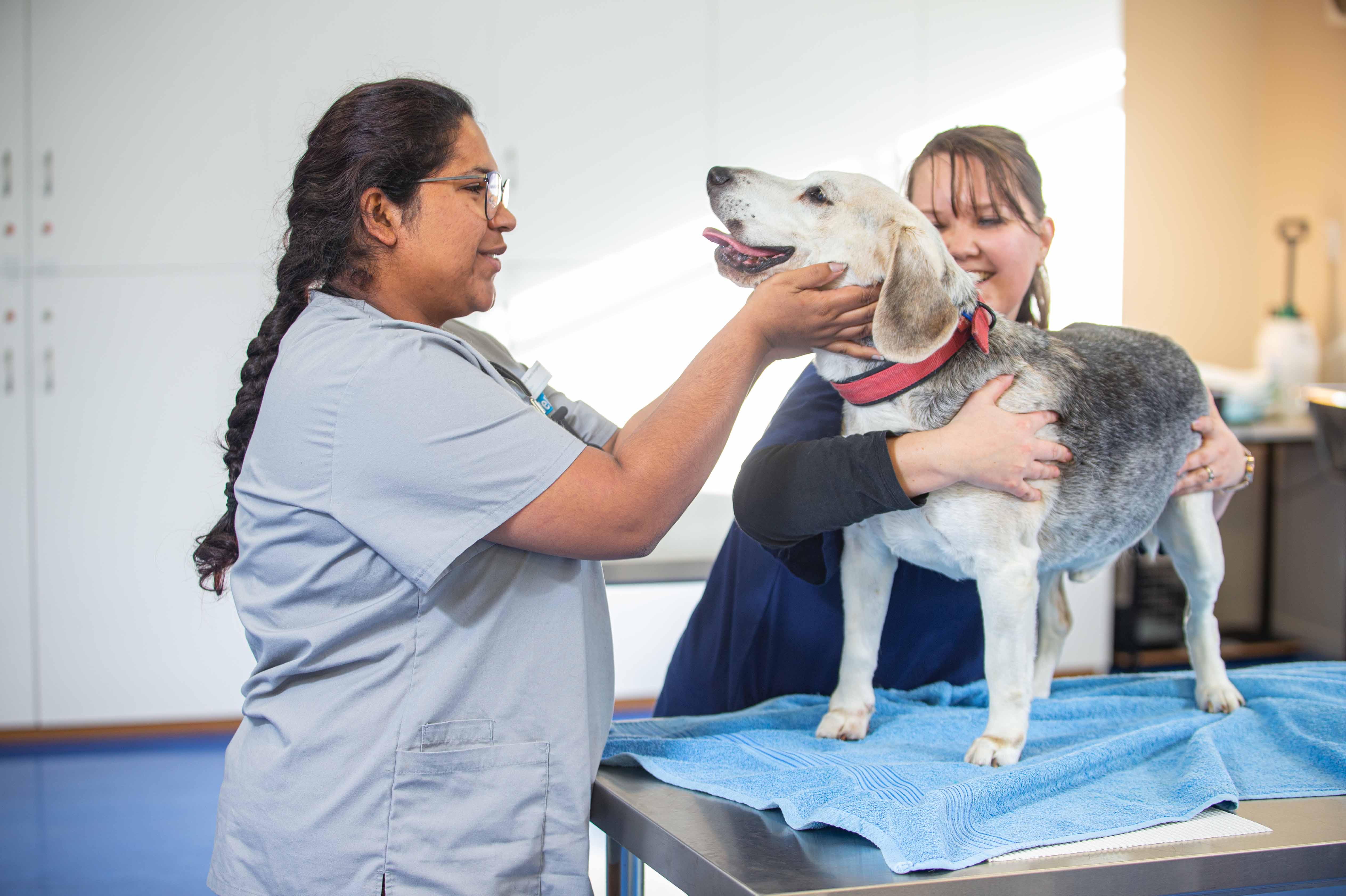 Animal Health | Whitireia and WelTec