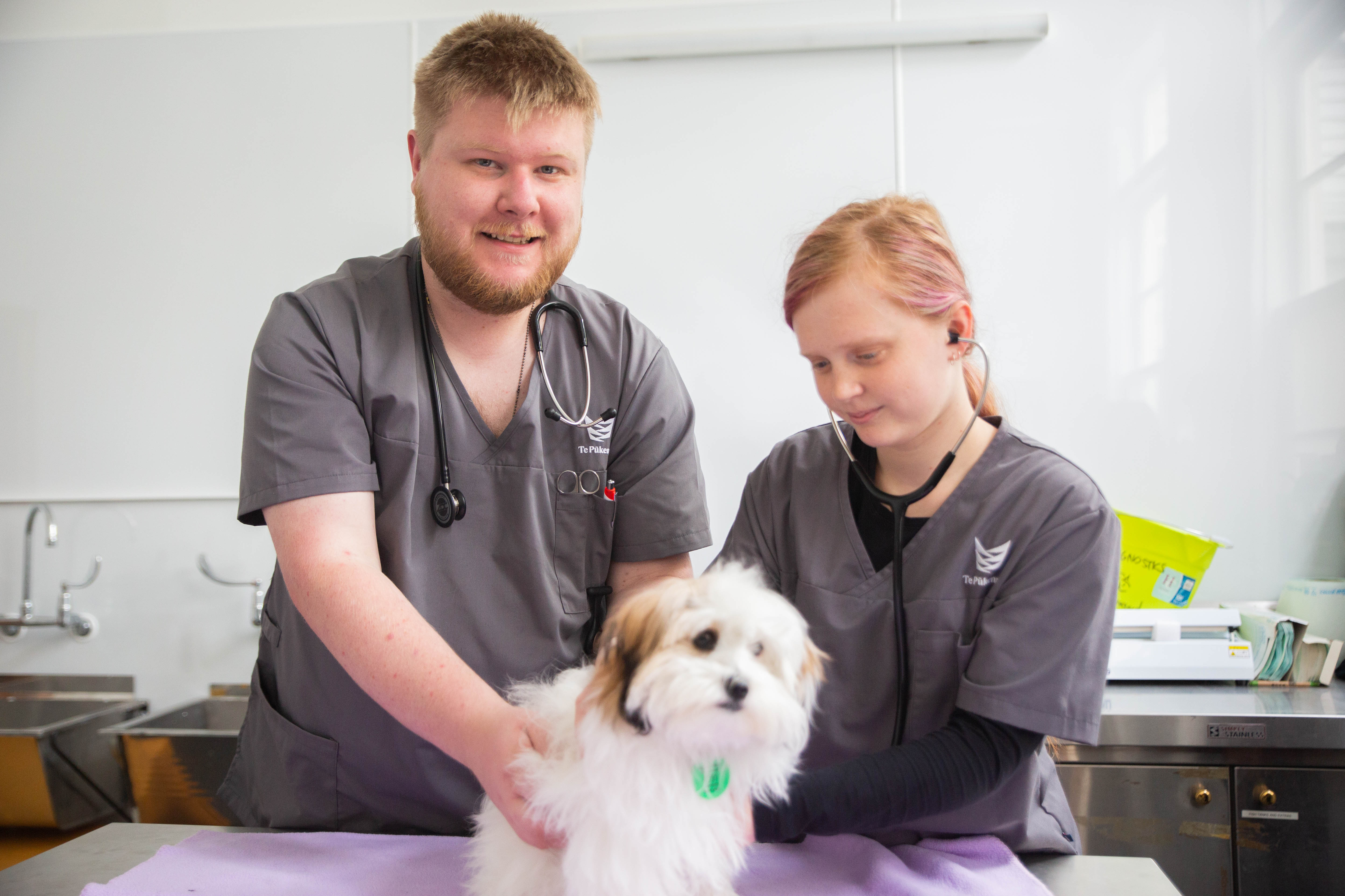 New Zealand Diploma in Veterinary Nursing (L6) (Companion Animal ...